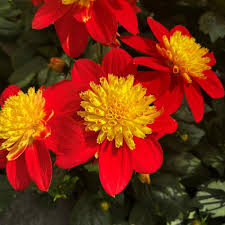 Dahlia Venti Fire Burst - Sunnyfield Greenhouse & Garden Center