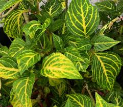 Iresine Blazin Lime - Sunnyfield Greenhouse & Garden Center