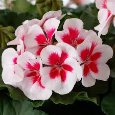 Geranium Mojo White Splash - Sunnyfield Greenhouse & Garden Center