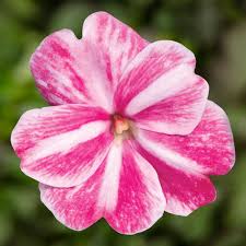 Impatiens, New Guinea Sonic Magic Pink - Sunnyfield Greenhouse & Garden ...